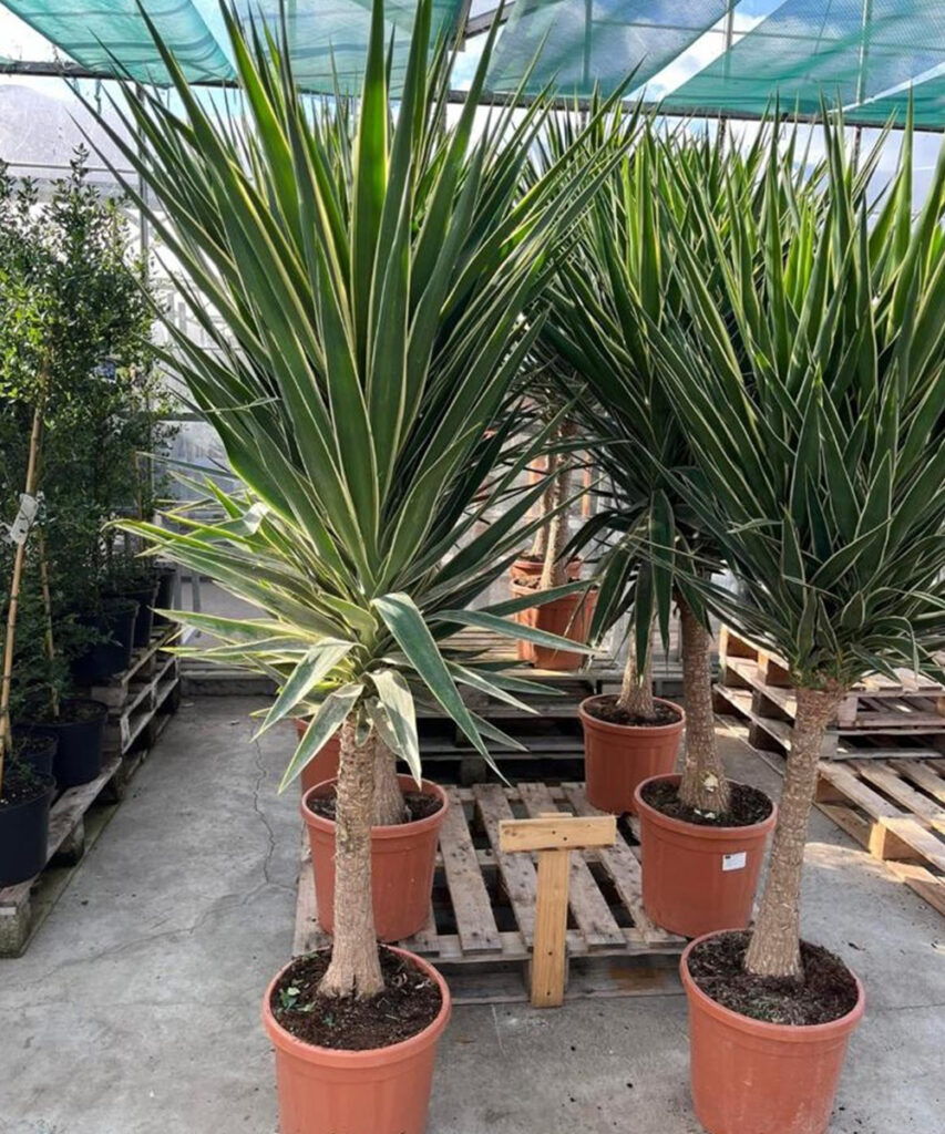 Olive Trees & Palms | Hockley Market Garden Centre – Mediterranean ...